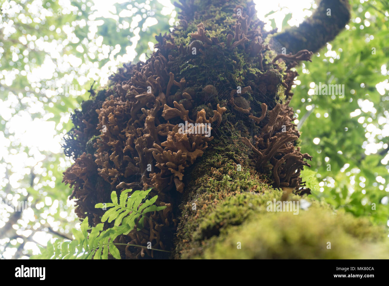 Louros type hi-res stock photography and images - Alamy