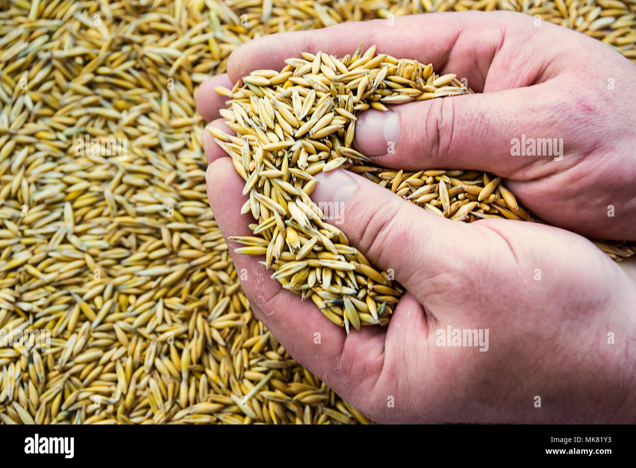 oats in hand, touch grain, wheat, rye, for spring sowing, healthy ...