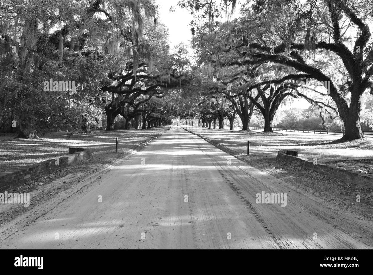A line of oak trees at a plantation in South Carolina Stock Photo - Alamy