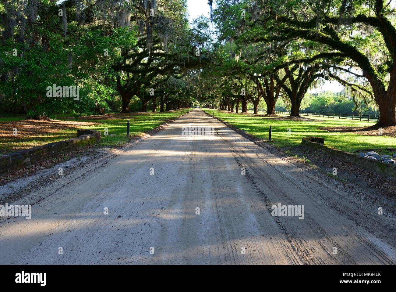 A line of oak trees at a plantation in South Carolina Stock Photo - Alamy