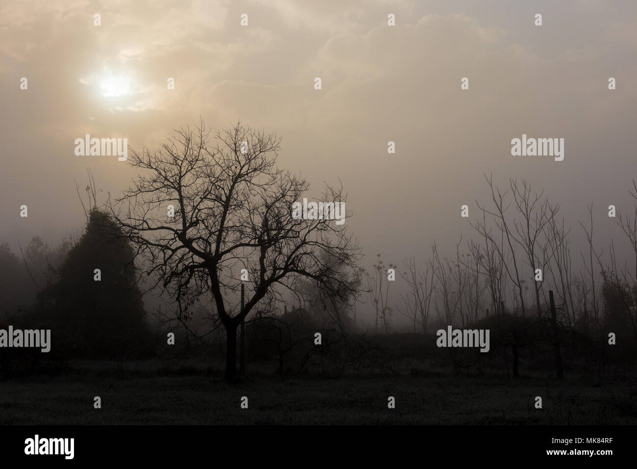 Faint Mist High Resolution Stock Photography and Images - Alamy