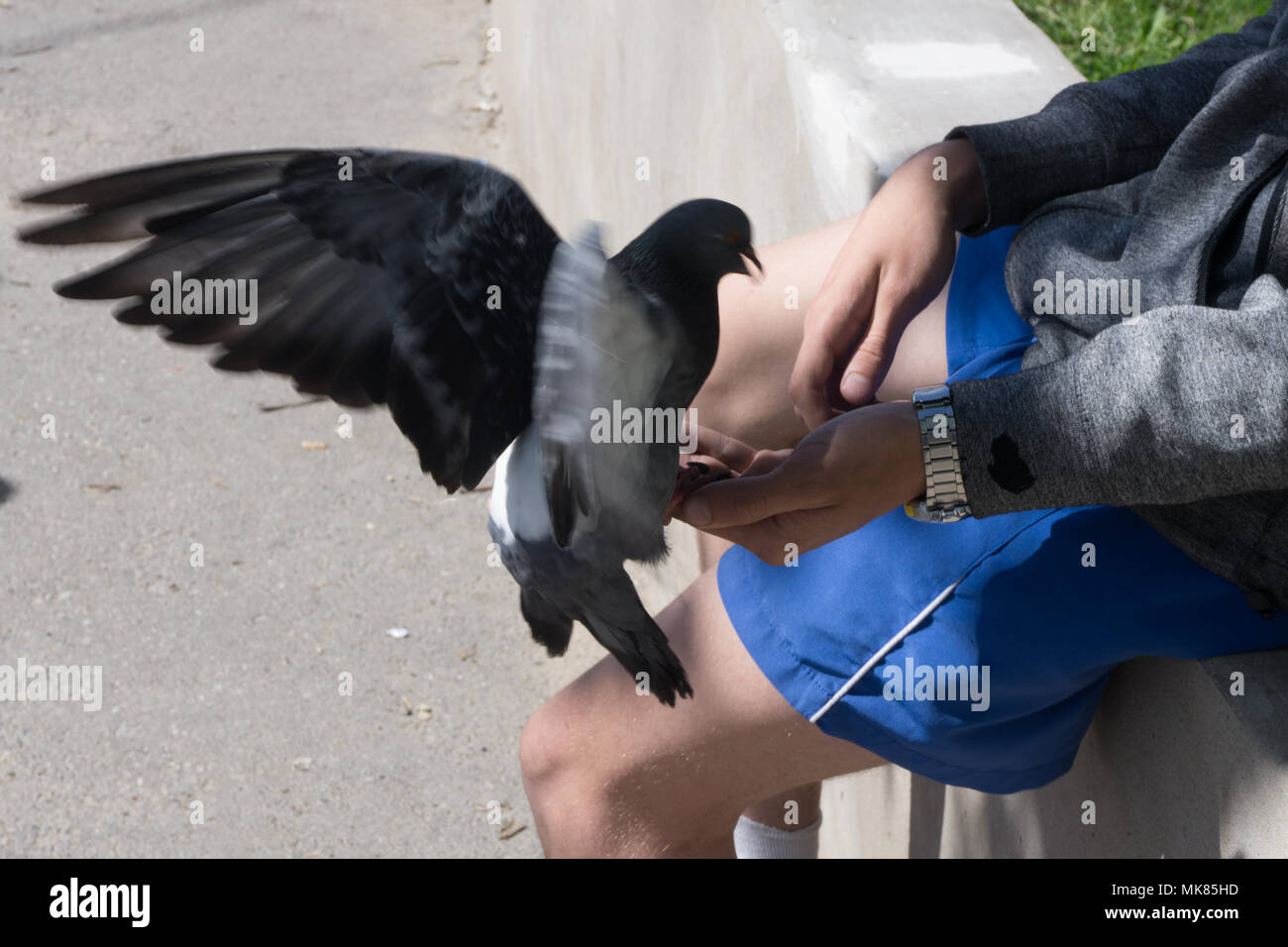 Pigeon on hand biting crumb loaf isolated World Bird brown red, white ...