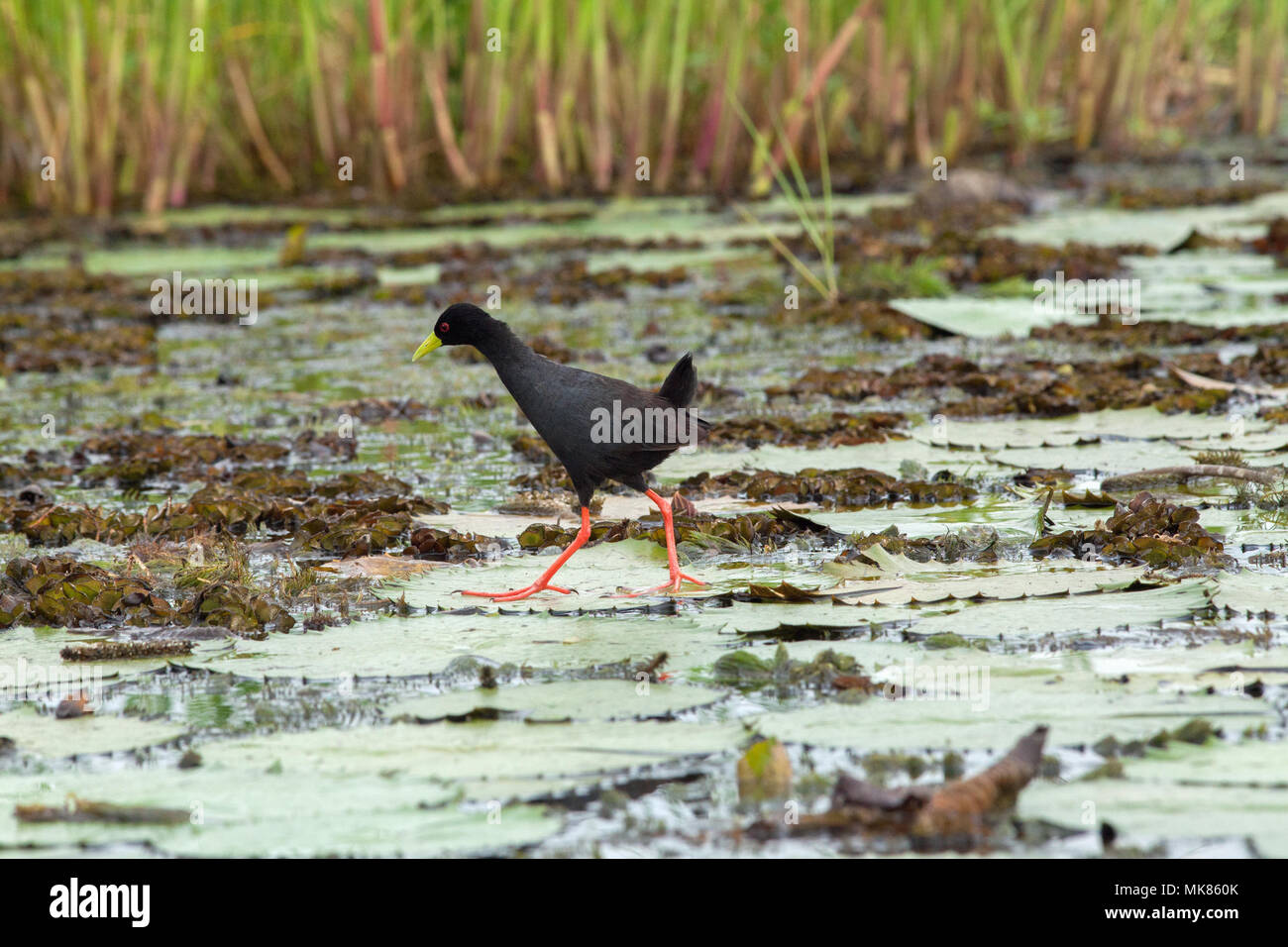 Black Crake (Limnocorax flavirostra). Long legs and toes being used to ...