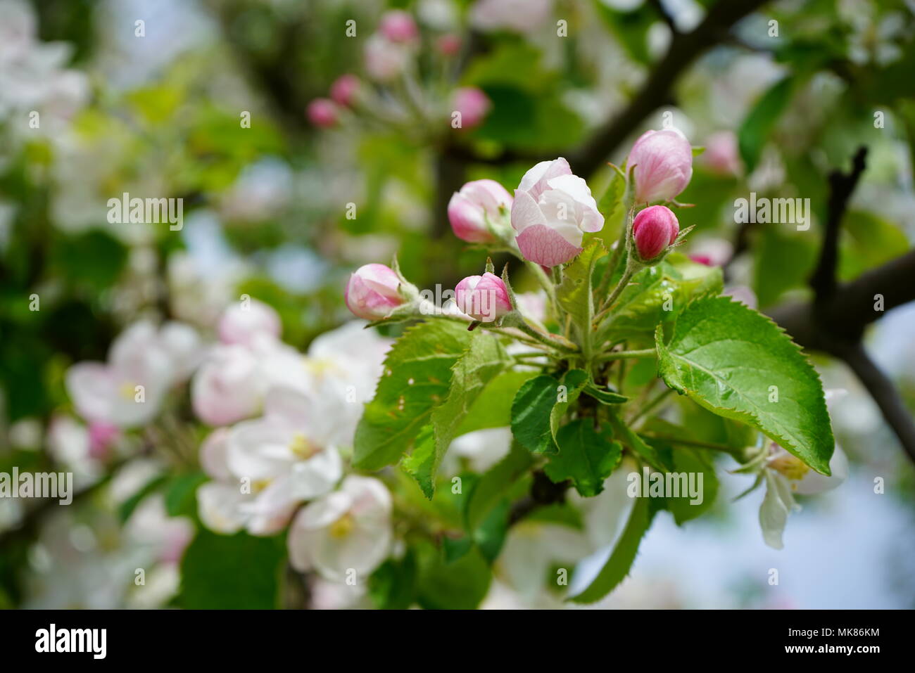 close-up of apple tree (malus pumila) in bloom, beautiful and ...