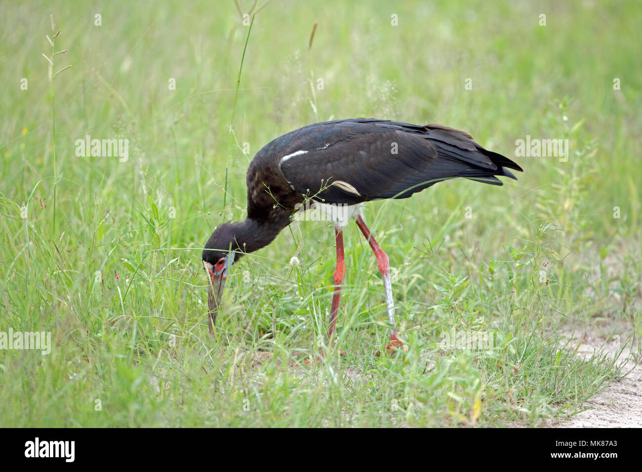 Insects of grassland hi-res stock photography and images - Alamy