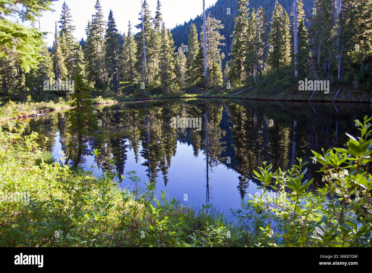 Olympic National Forest Landscape Stock Photo - Alamy