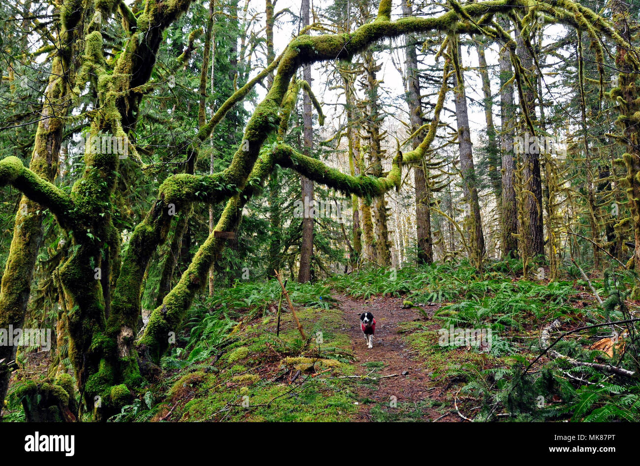 Olympic National Forest Landscape Stock Photo - Alamy