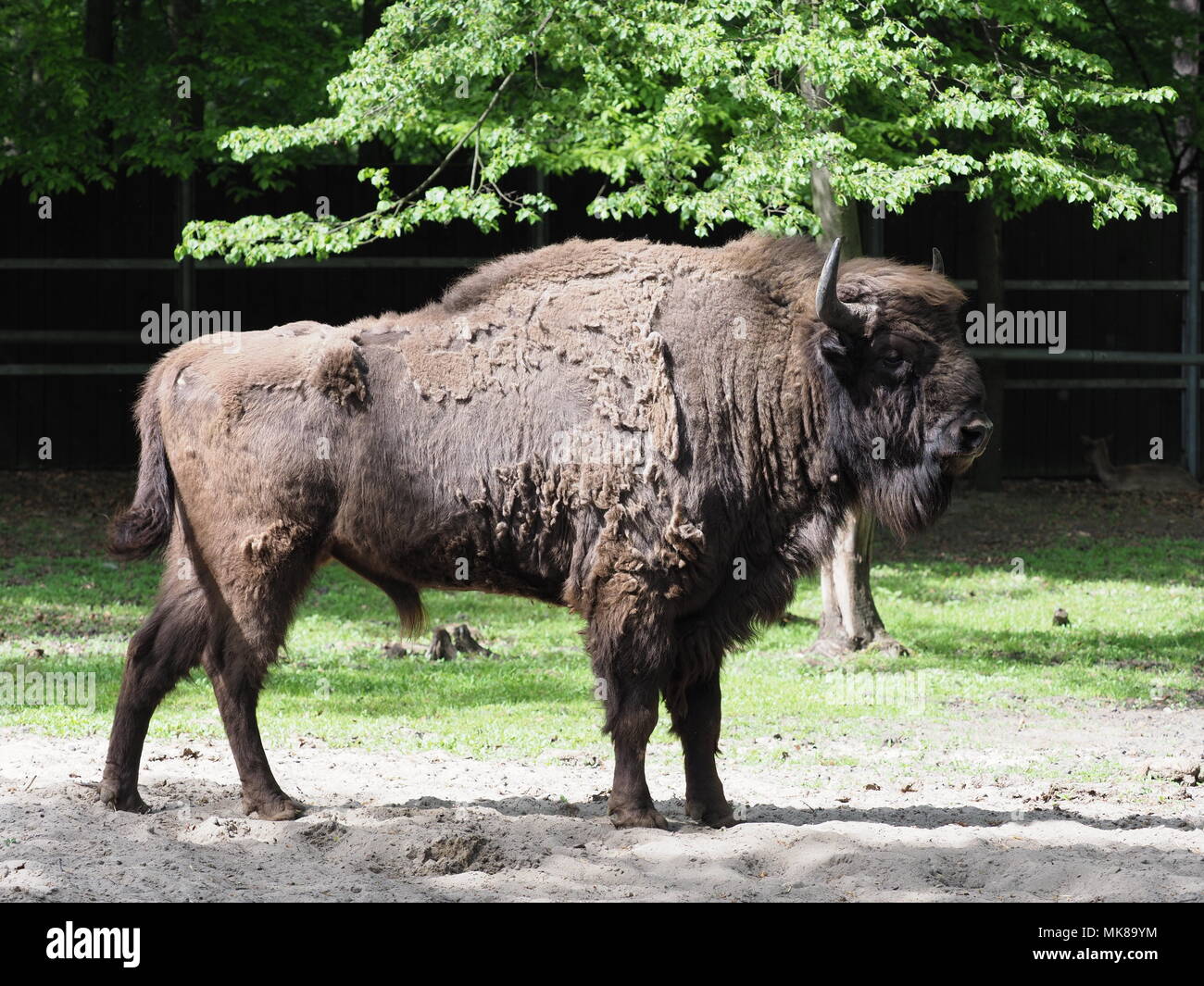 Awful european bison stands alone on sandy ground in enclosure at city ...