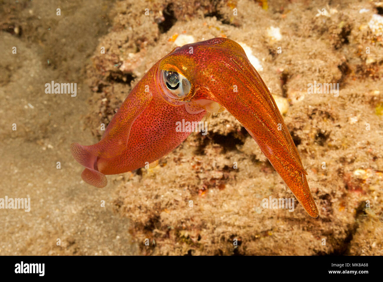 The male oval squid, Sepioteuthis lessoniana, can reach 14 inches in ...