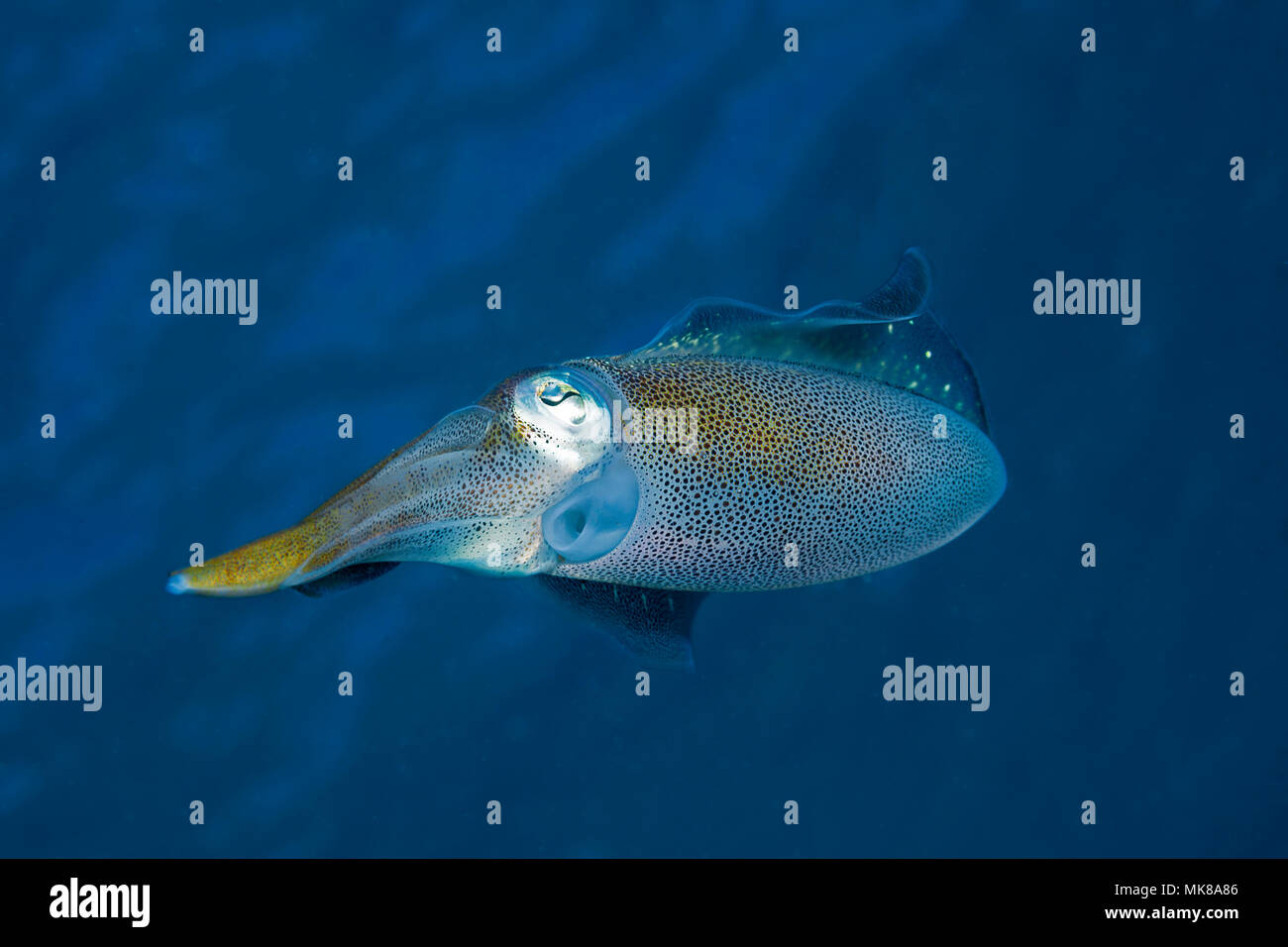 The Caribbean reef squid, Sepioteuthis sepioidea, is commonly observed ...