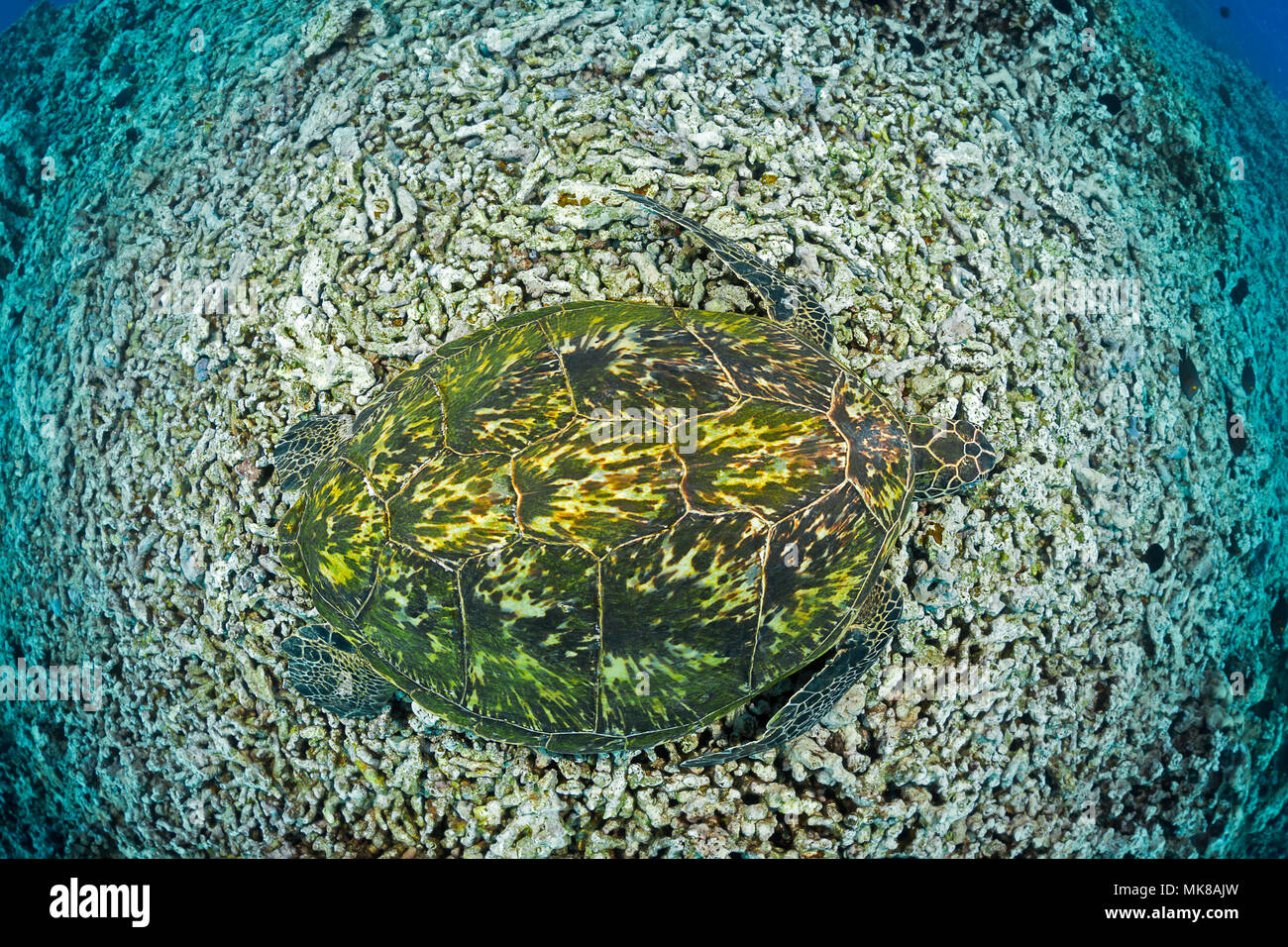 Green sea turtle, Chelonia mydas, an endangered species. Hawaii Stock ...