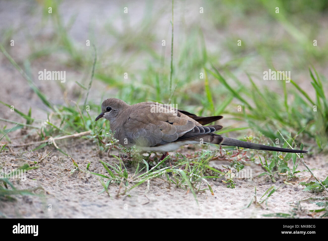 Juvenile dove hi-res stock photography and images - Alamy