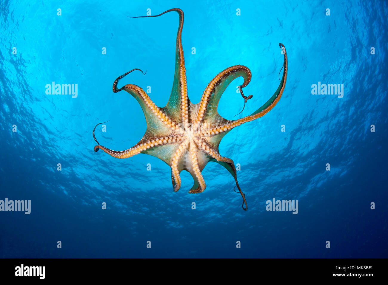 This view shows the suckers on this eight armed cephalopod. Day octopus ...