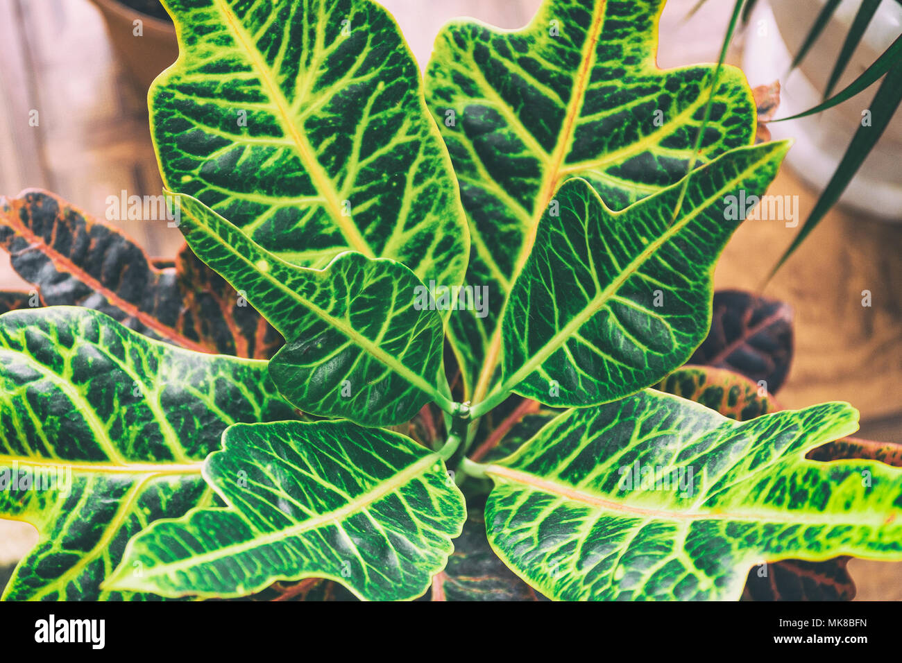 Croton Plant Codiaeum Variegatum High Resolution Stock Photography and ...