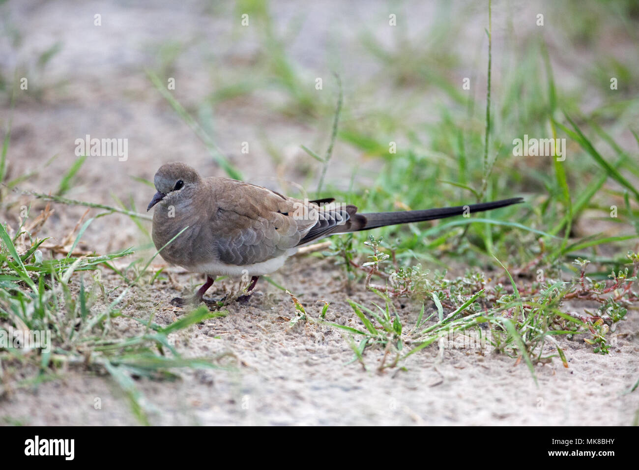 Juvenile dove hi-res stock photography and images - Alamy