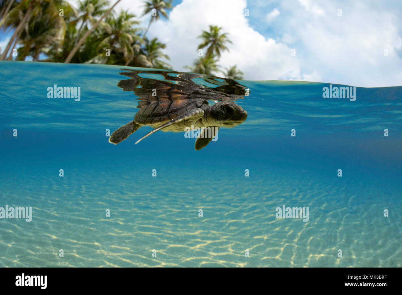 A split view of a newly hatched baby green sea turtle, Chelonia mydas ...