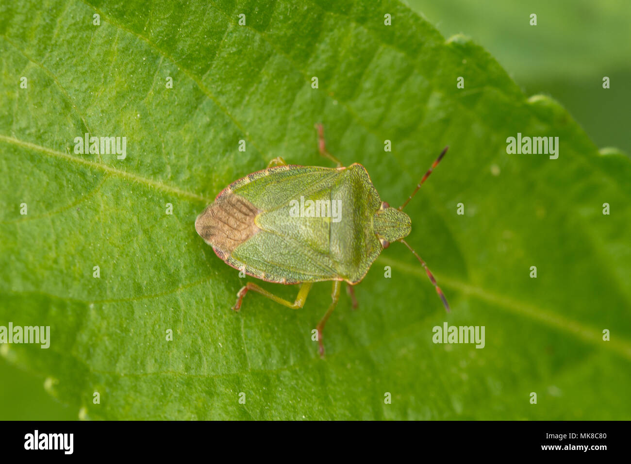 Common green shield bug (Palomena prasina) on a leaf, UK Stock Photo ...
