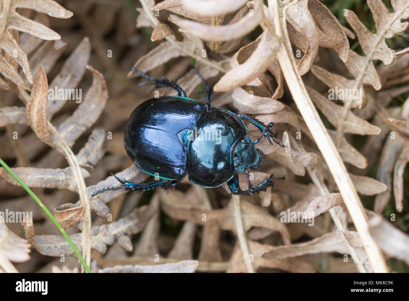 Dor beetle hi-res stock photography and images - Alamy