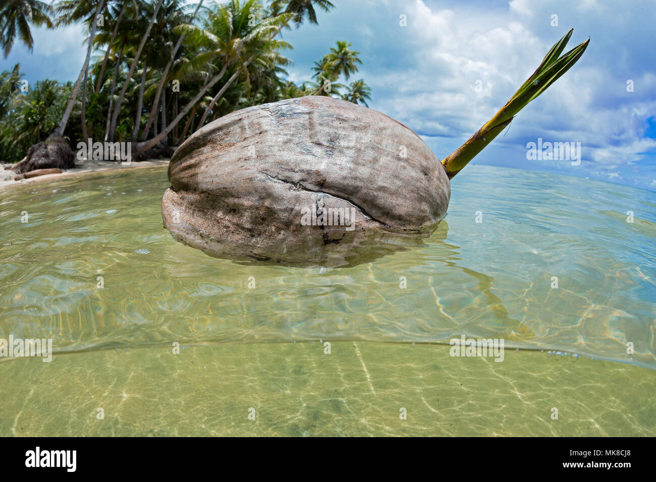 A sprouting coconut floats in the ocean off the island of Yap ...