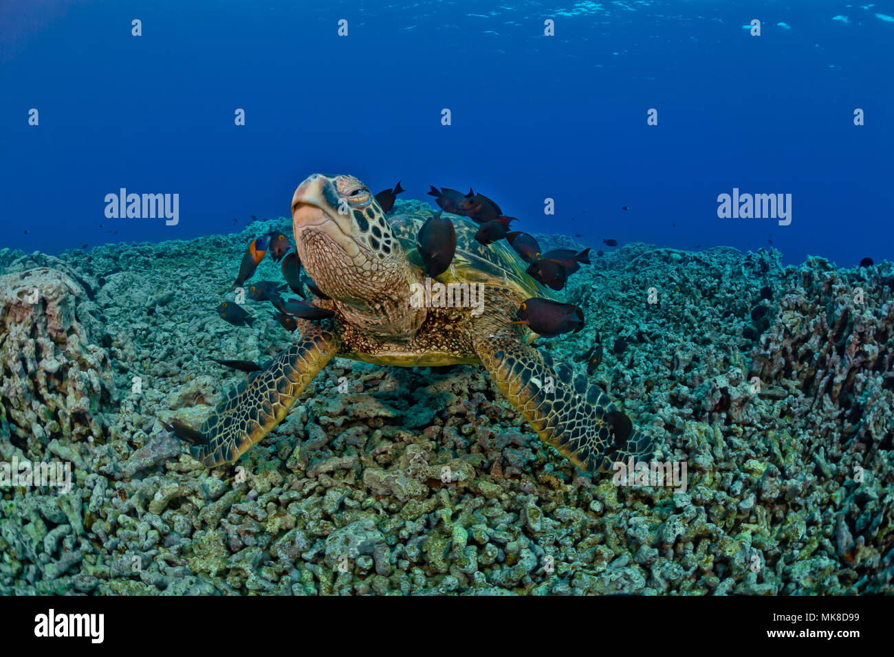 Green sea turtles algae hi-res stock photography and images - Alamy