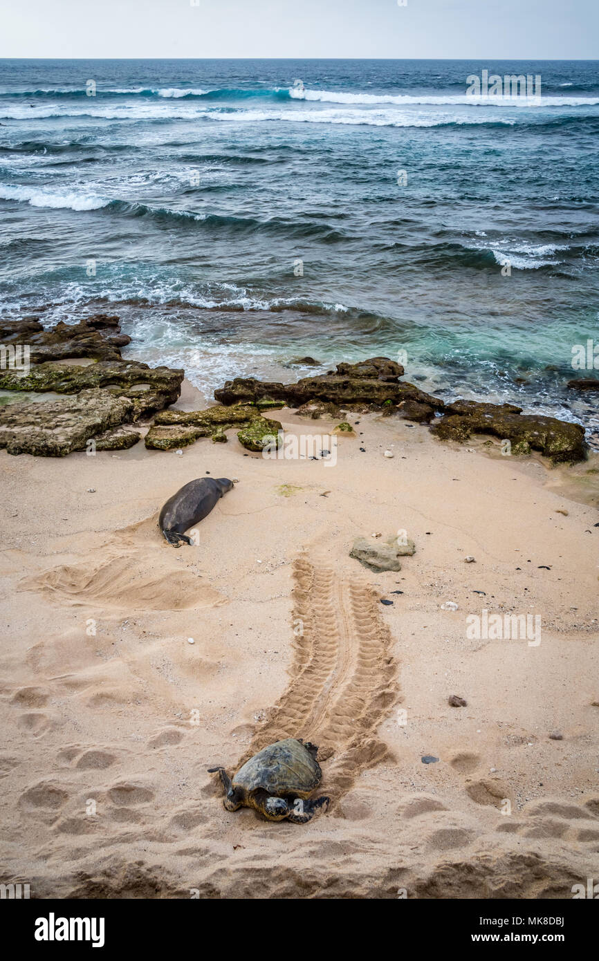 Niihau monk seal hi-res stock photography and images - Alamy