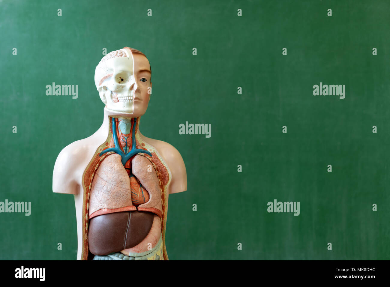 Human body model hi-res stock photography and images - Alamy