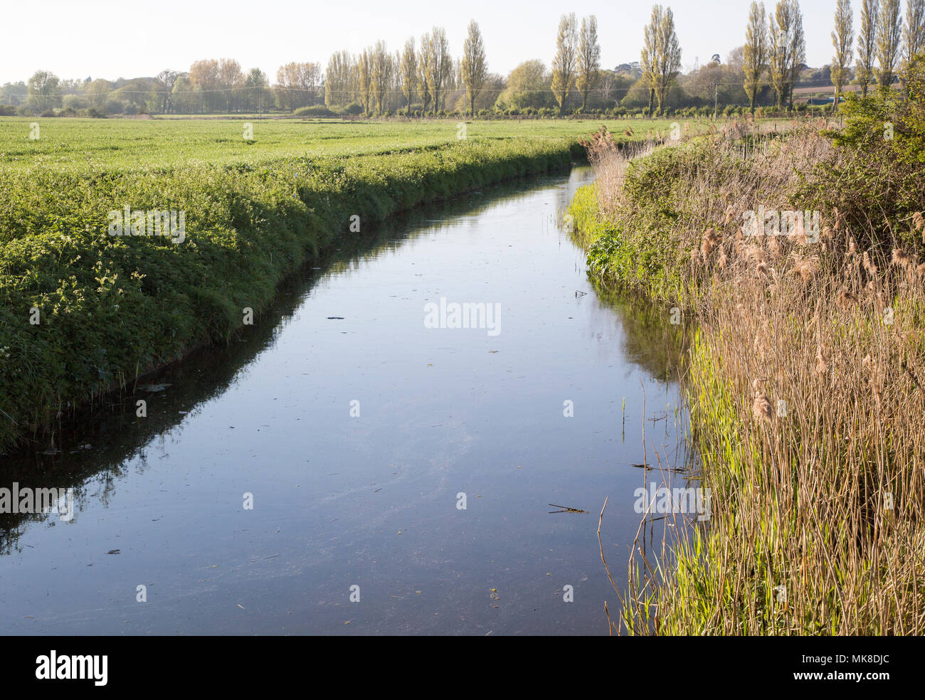 Drainage channel in lowland farmland, Oxley Marshes, Hollesley, Suffolk ...