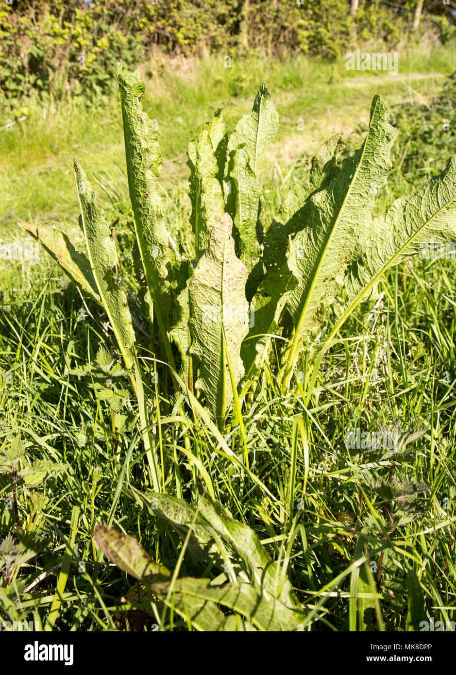 Broad leafed dock hi-res stock photography and images - Alamy