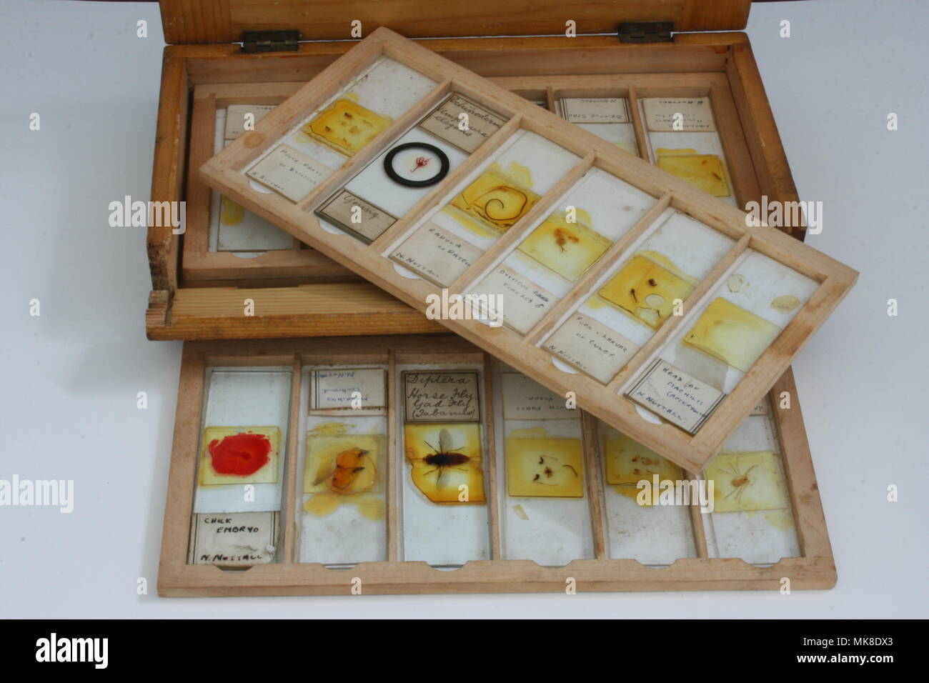Microscope Slides in wooden tray and Box Stock Photo - Alamy