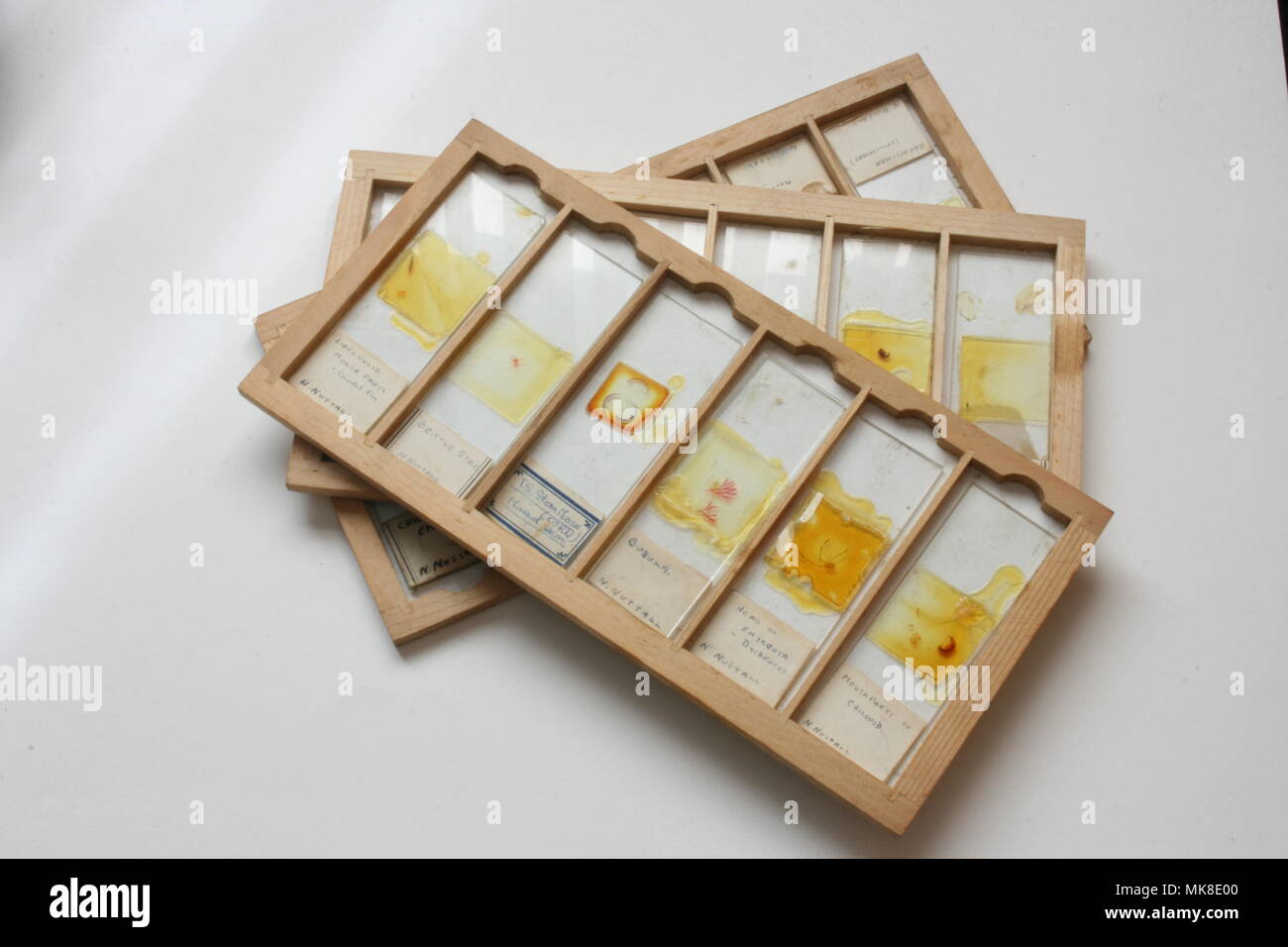 Microscope wood hi-res stock photography and images - Alamy