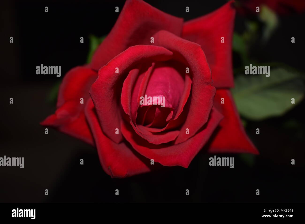 Lonely red rose hi-res stock photography and images - Alamy