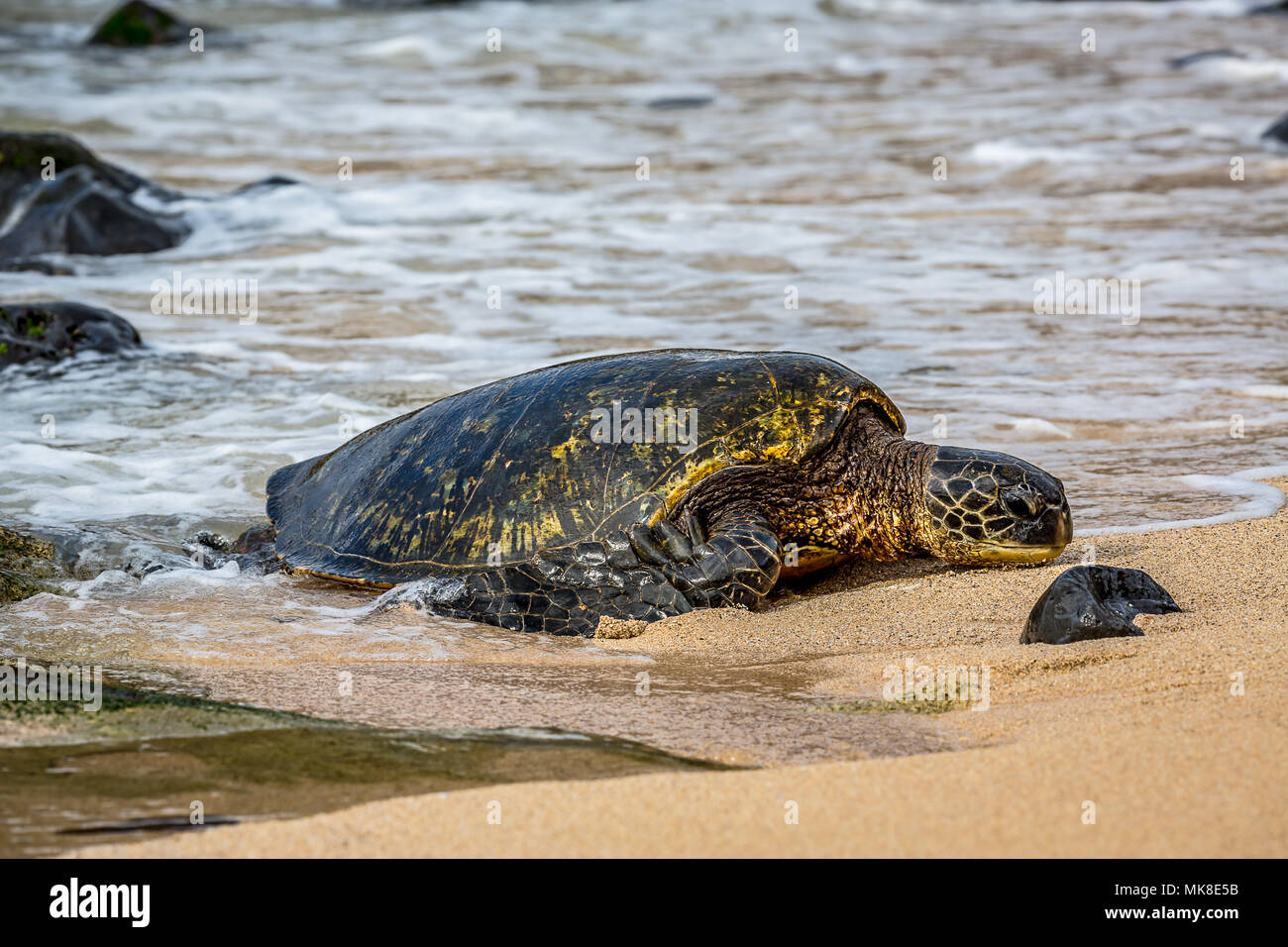 Green Sea Turtle Endangered | Green Sea Turtle Habitat – EOXPNU