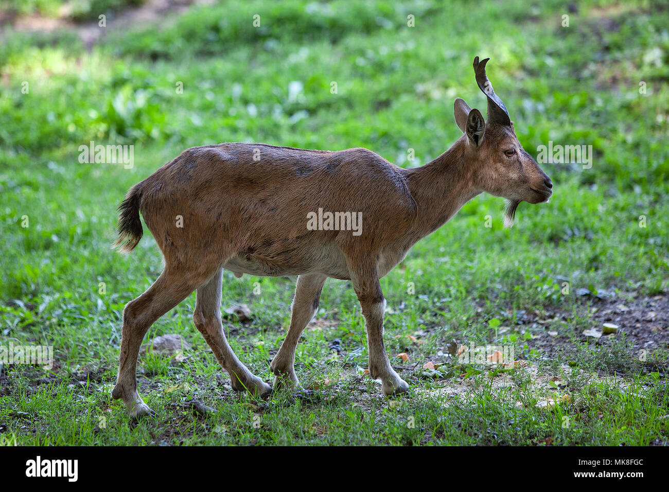 Markhor zoo hi-res stock photography and images - Alamy