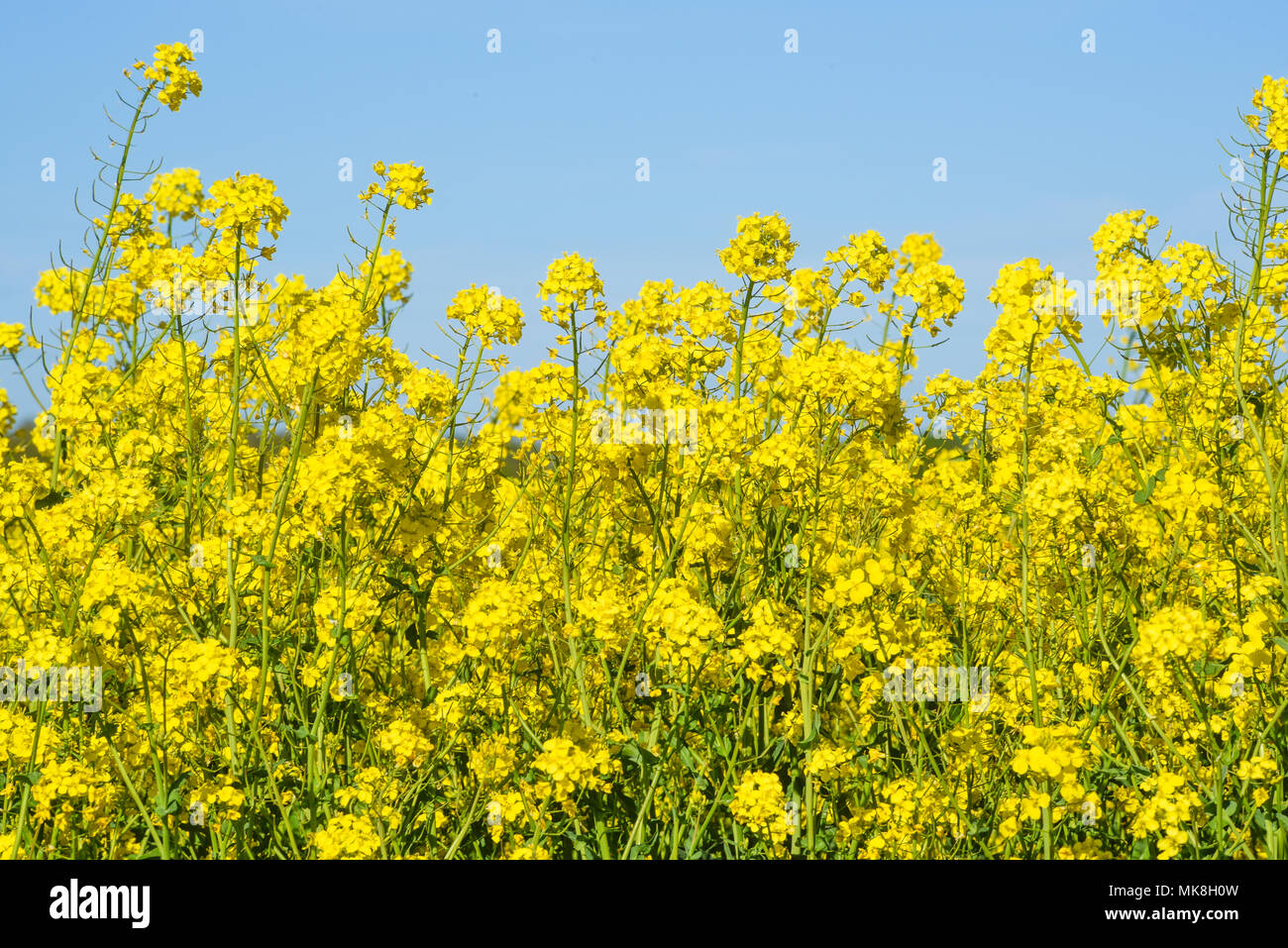 Blooming colza flowers in a colza field in Poland. Yellow colza flower ...