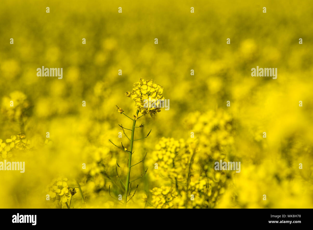 Blooming colza flowers in a colza field in Poland. Yellow colza flower ...