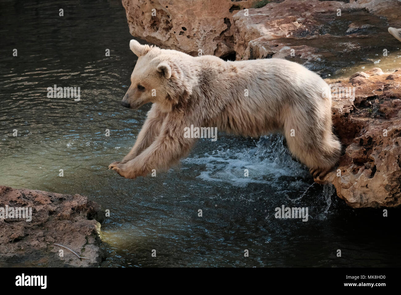 A Syrian brown bear ( Ursus arctos syriacus ) a relatively small ...