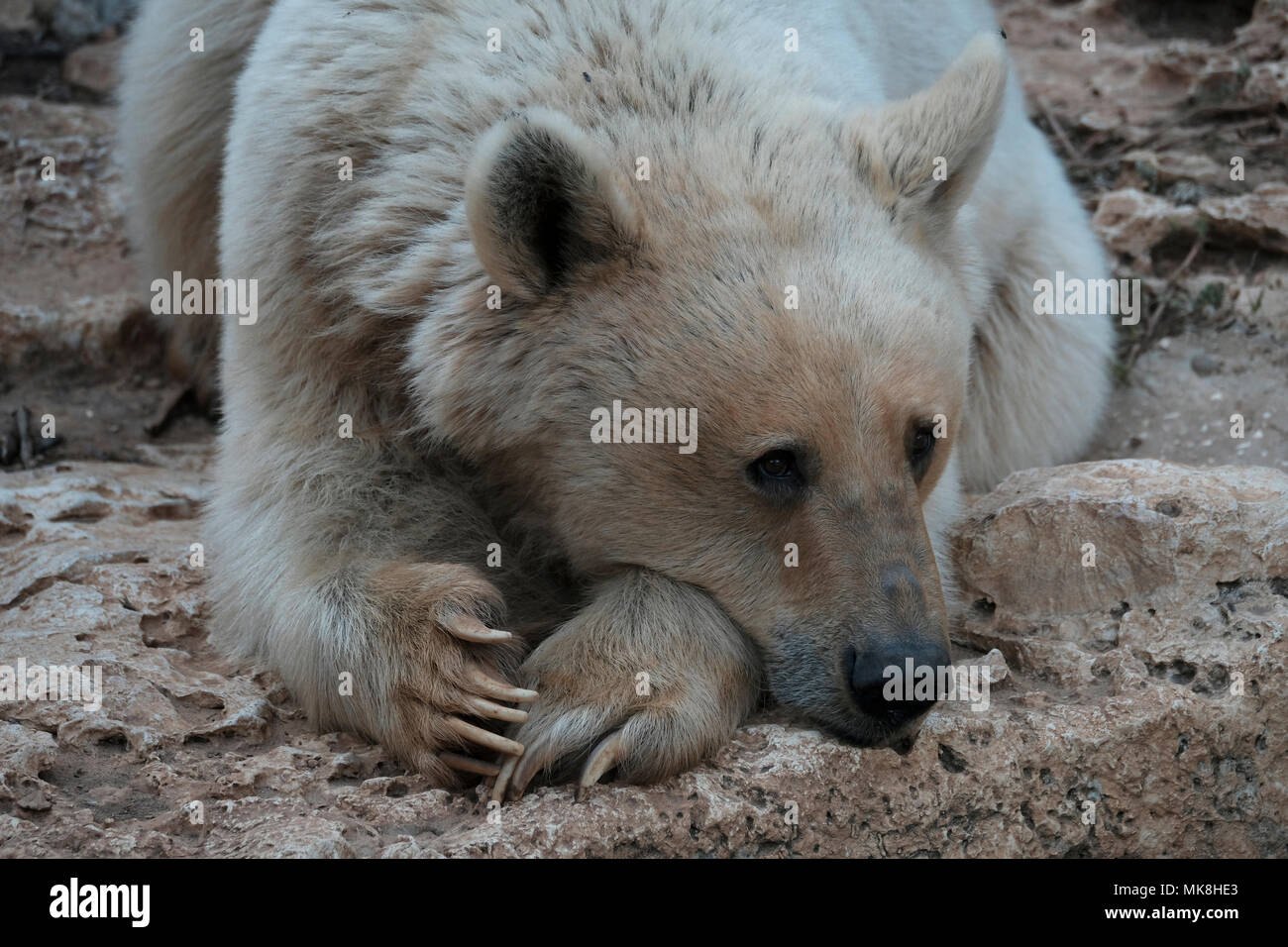 A Syrian brown bear ( Ursus arctos syriacus ) a relatively small ...