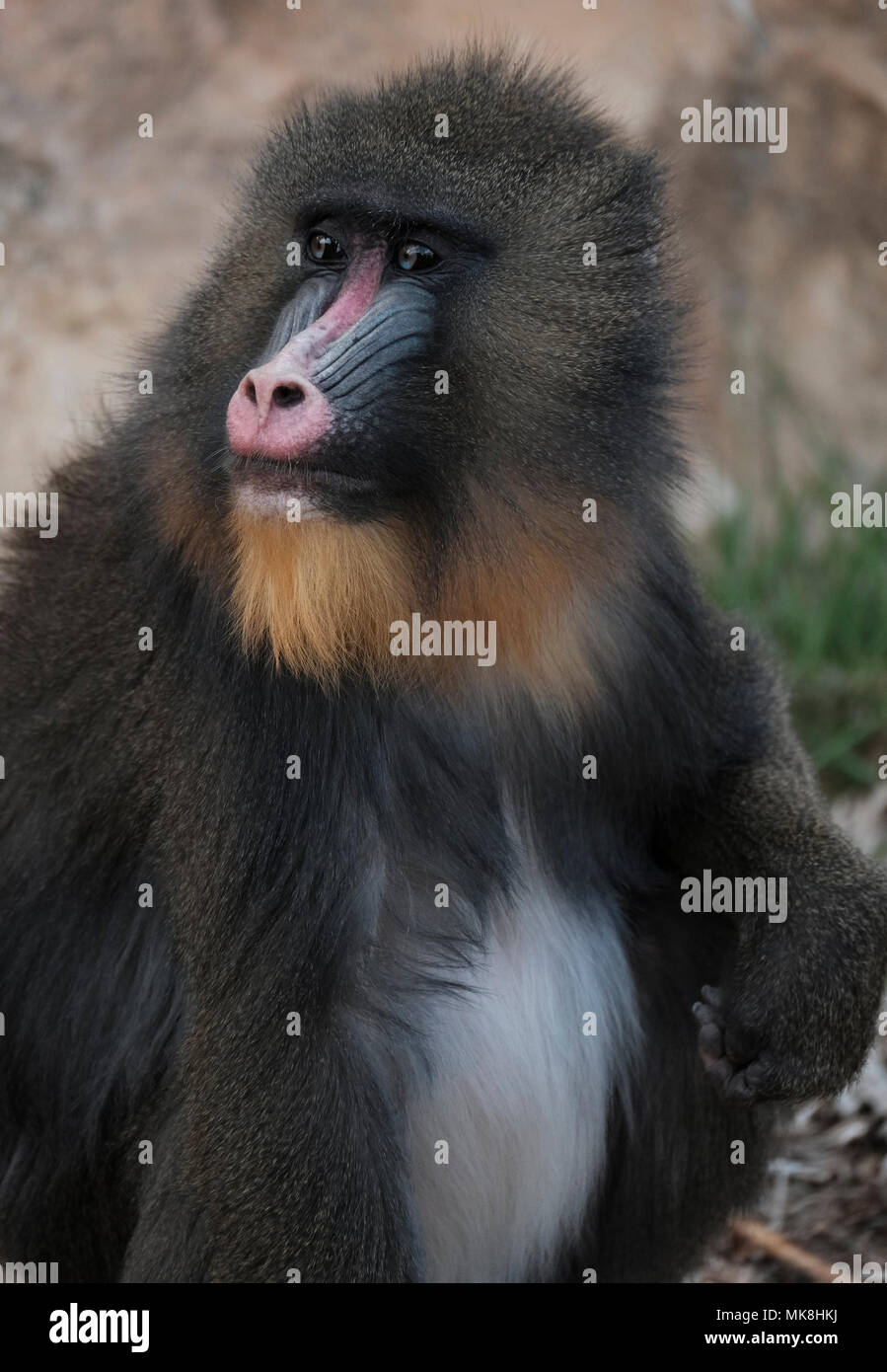 A mandrill monkey Stock Photo - Alamy