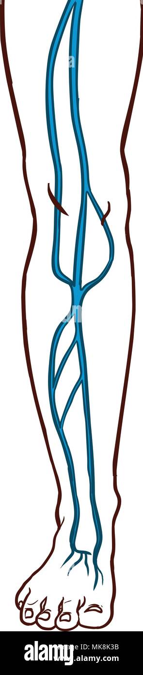 vector illustration of a The veins of the foot Stock Vector Image & Art ...
