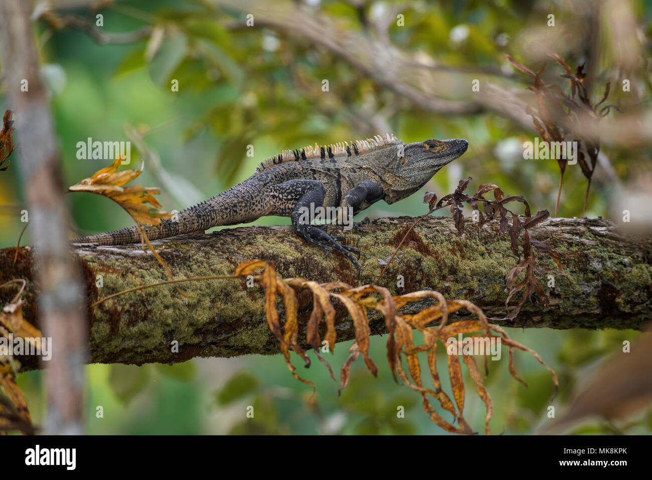Black Spiny-tailed Iguana - Ctenosaura similis, large lizard from ...