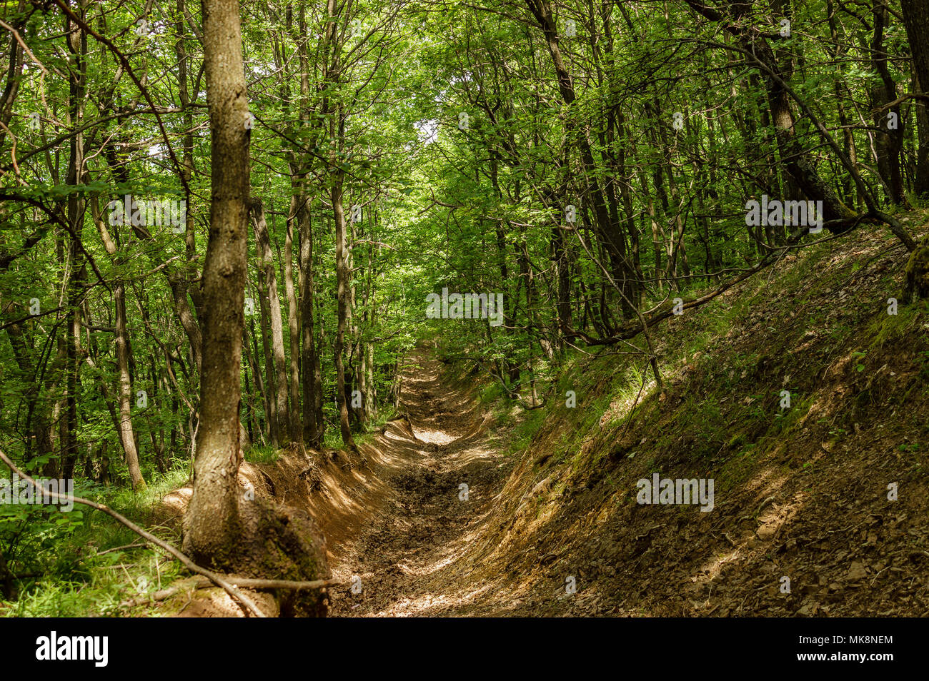 Pathway in green forest Stock Photo - Alamy