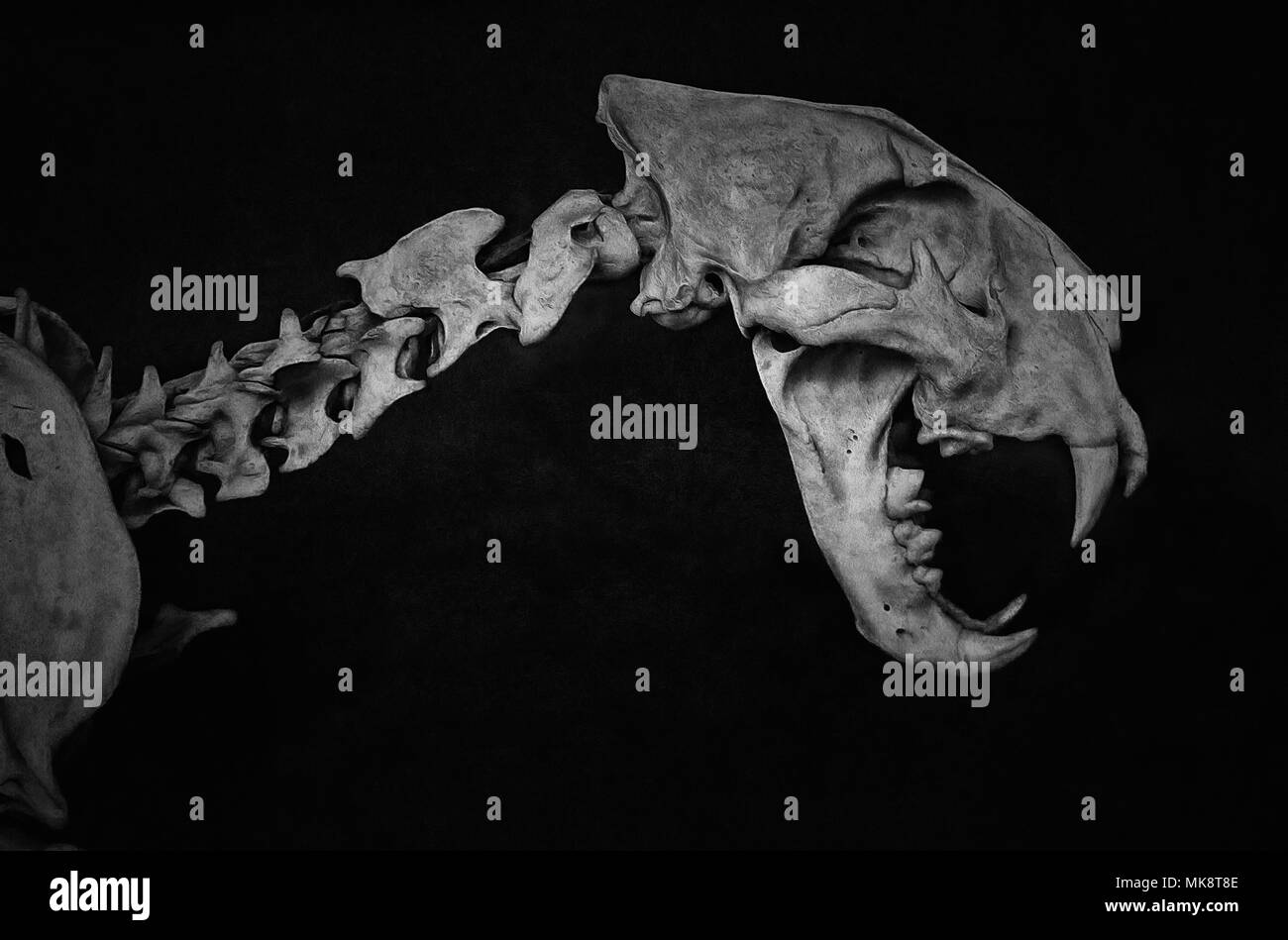 Tiger skeleton Black and White Stock Photos & Images - Alamy