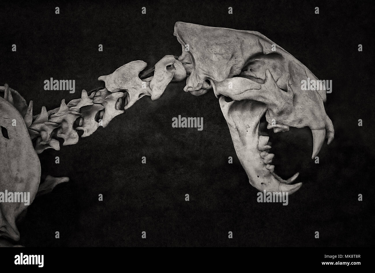 Tiger skeleton hi-res stock photography and images - Alamy