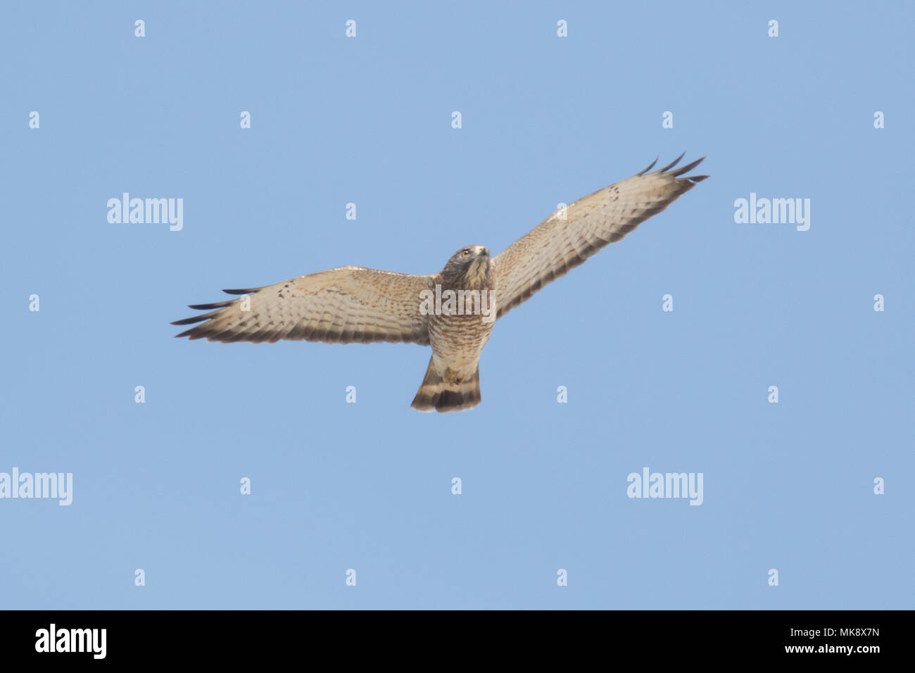 Broad winged hawk flight hi-res stock photography and images - Alamy