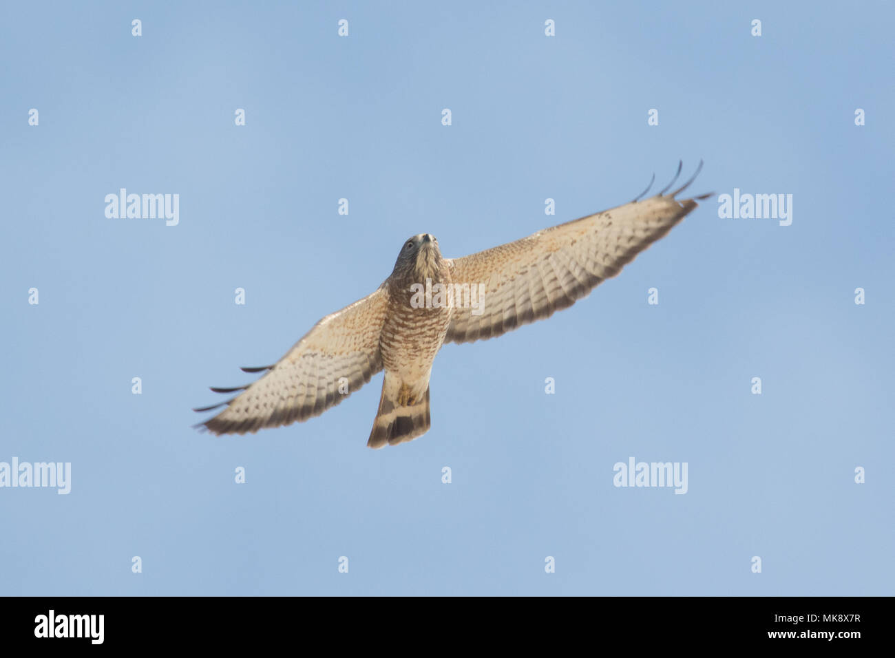 Broad winged hawk flight hi-res stock photography and images - Alamy