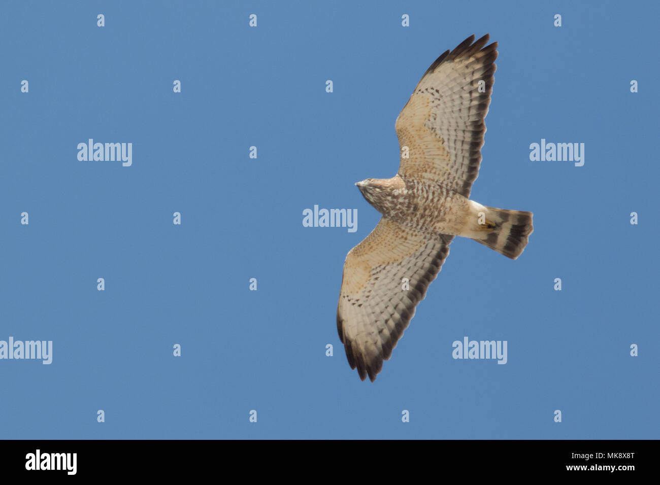 Broad winged hawk flight hi-res stock photography and images - Alamy