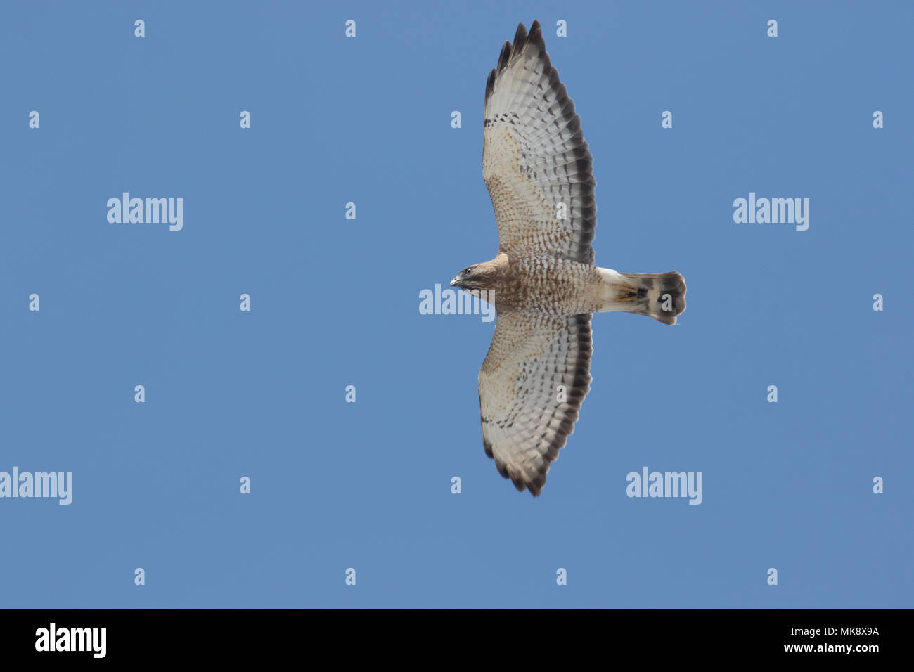 Broad winged hawk hi-res stock photography and images - Alamy