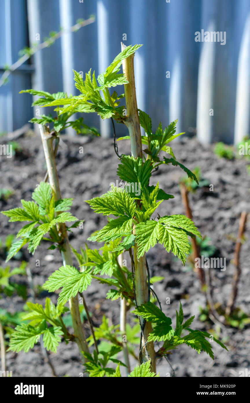 Raspberries sprout hi-res stock photography and images - Alamy