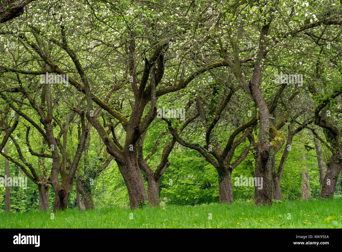 Cherry alley hi-res stock photography and images - Alamy
