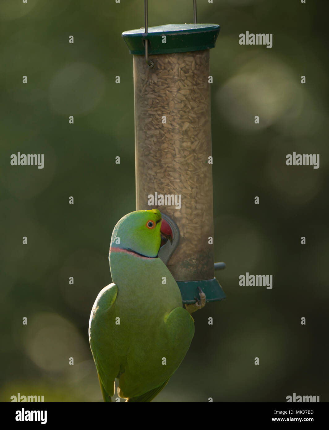 Naturalised species hi-res stock photography and images - Alamy